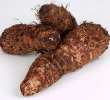 Otoe | Panamanian Recipes Wiki | Fandom