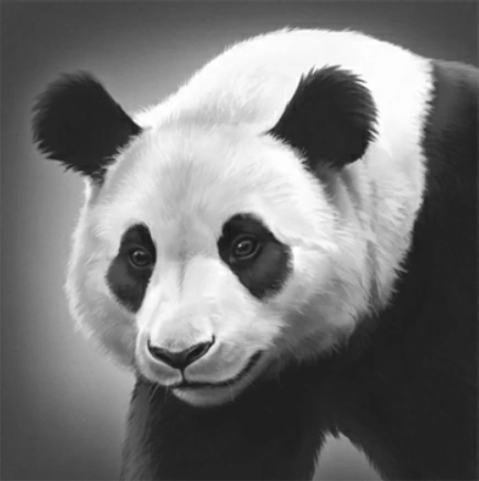 Panda | Panda Kingdom Wiki | Fandom