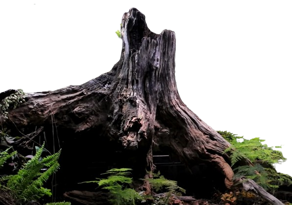 Hallelujah Tree Stump Pantdora Wiki Fandom