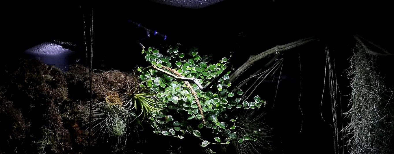 Pantdora Wiki | Fandom