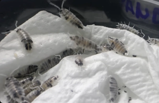 Oreo Crumble Isopods | Pantdora Wiki | Fandom