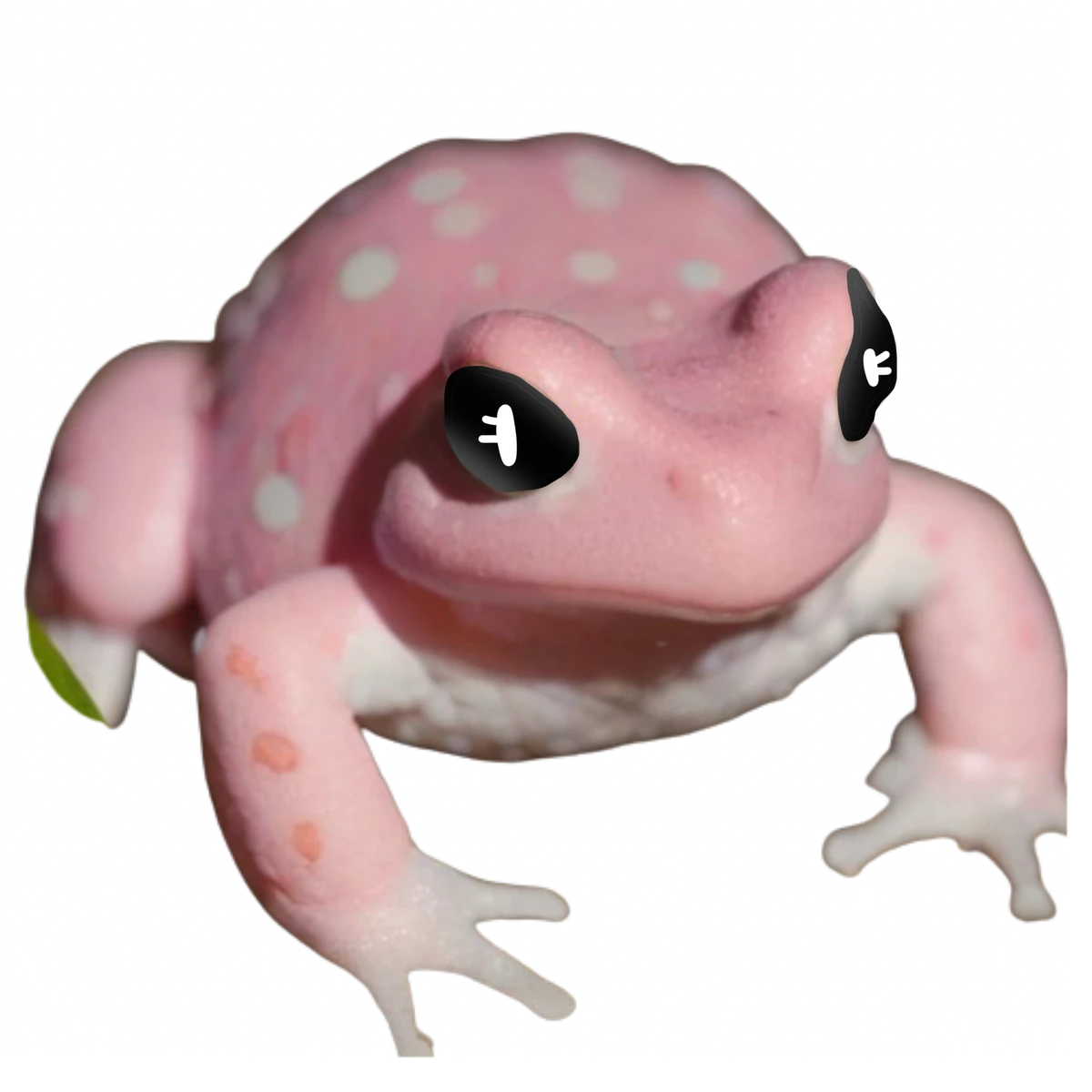 Toad | Paper Perplexity Wiki | Fandom