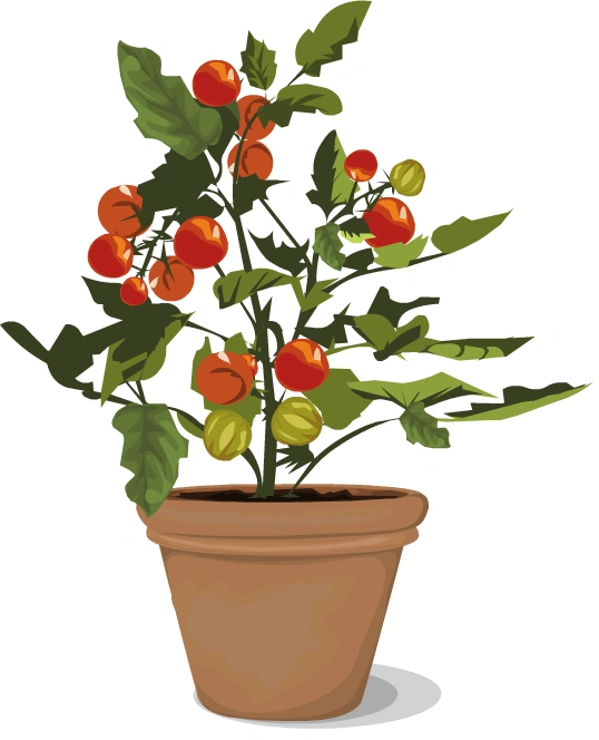 Tomato plant | Stardoll Wiki | Fandom