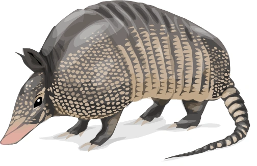 Armadillo | Stardoll Wiki | Fandom