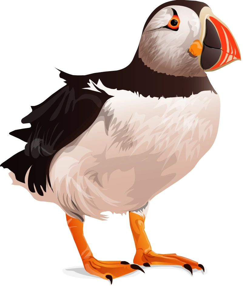 Puffin | Stardoll Wiki | Fandom