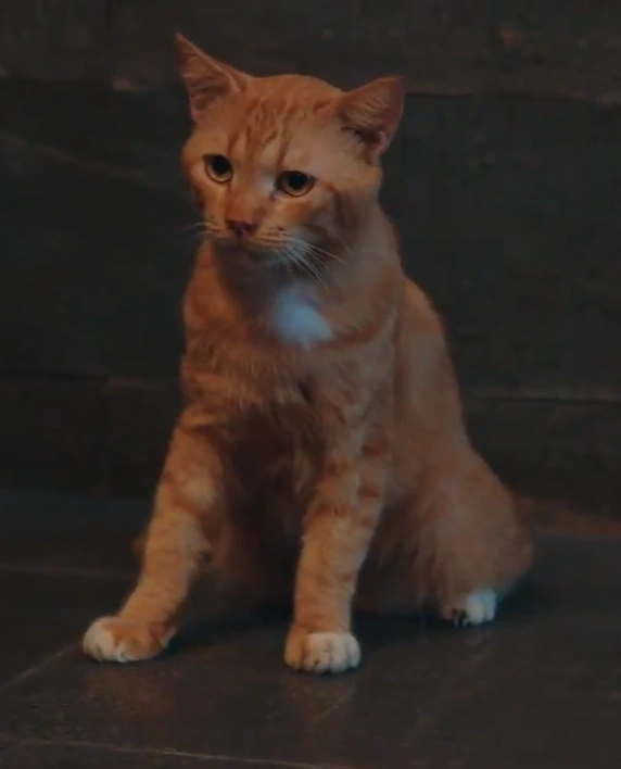 Jony | Para Pencari Tuhan Wiki | Fandom