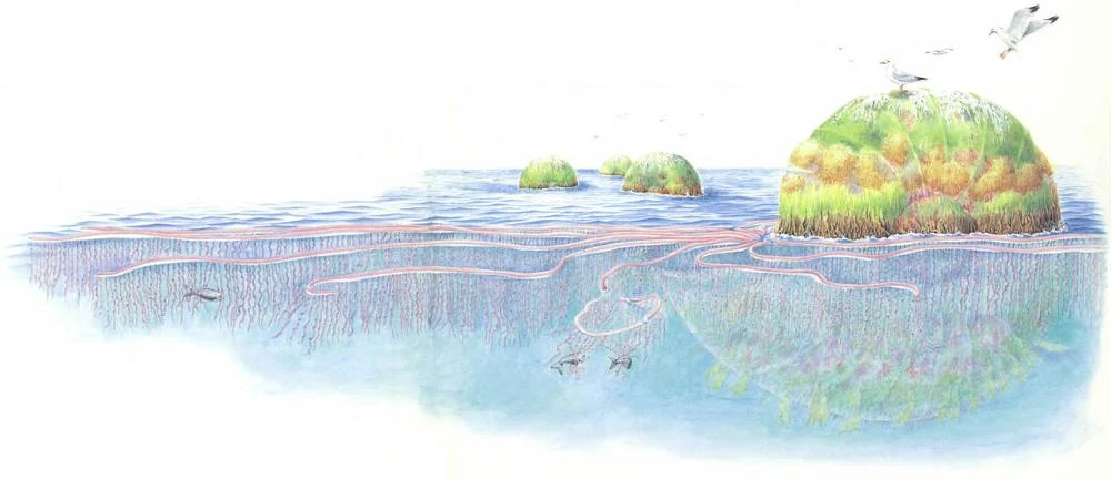 Turson | Paradisean Wiki | Fandom