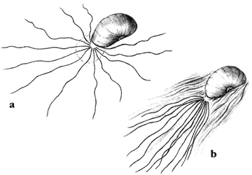 Turson | Paradisean Wiki | Fandom