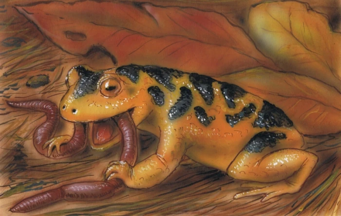 Amber Frog | Paradisean Wiki | Fandom