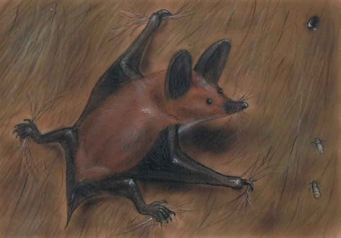 Tick Bat | Paradisean Wiki | Fandom