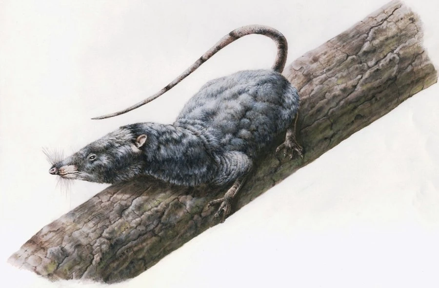 Lavellan | Paradisean Wiki | Fandom