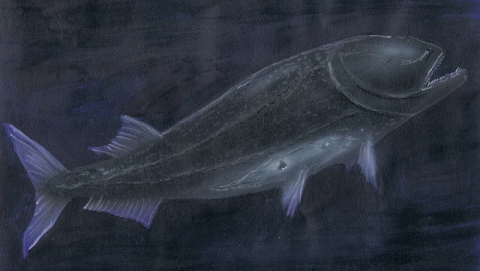 Physa Fish | Paradisean Wiki | Fandom