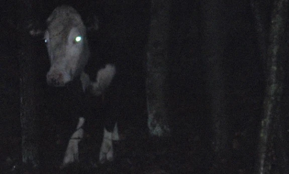 Ghost Cows of Farm Road 511 | Paranormal Strange Wiki | Fandom