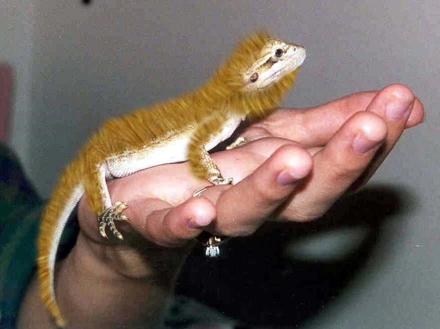 Hairy Lizard | Paranormal Strange Wiki | Fandom