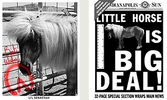 Li'l Sebastian | Parks and Recreation Wiki | Fandom