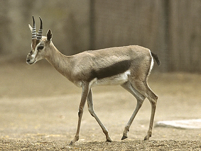 Category:Oregon Zoo Animals | The Parody Wiki | Fandom