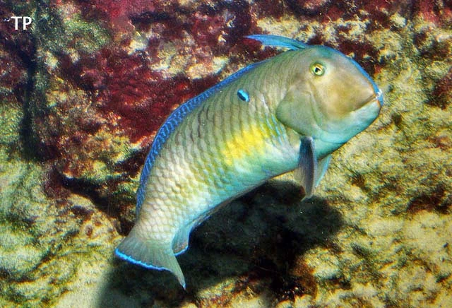Peacock Wrasse | The Parody Wiki | Fandom