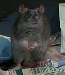 Rat 2 | The Parody Wiki | Fandom