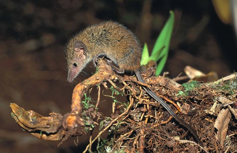 Lesser long-tailed shrew tenrec | The Parody Wiki | Fandom