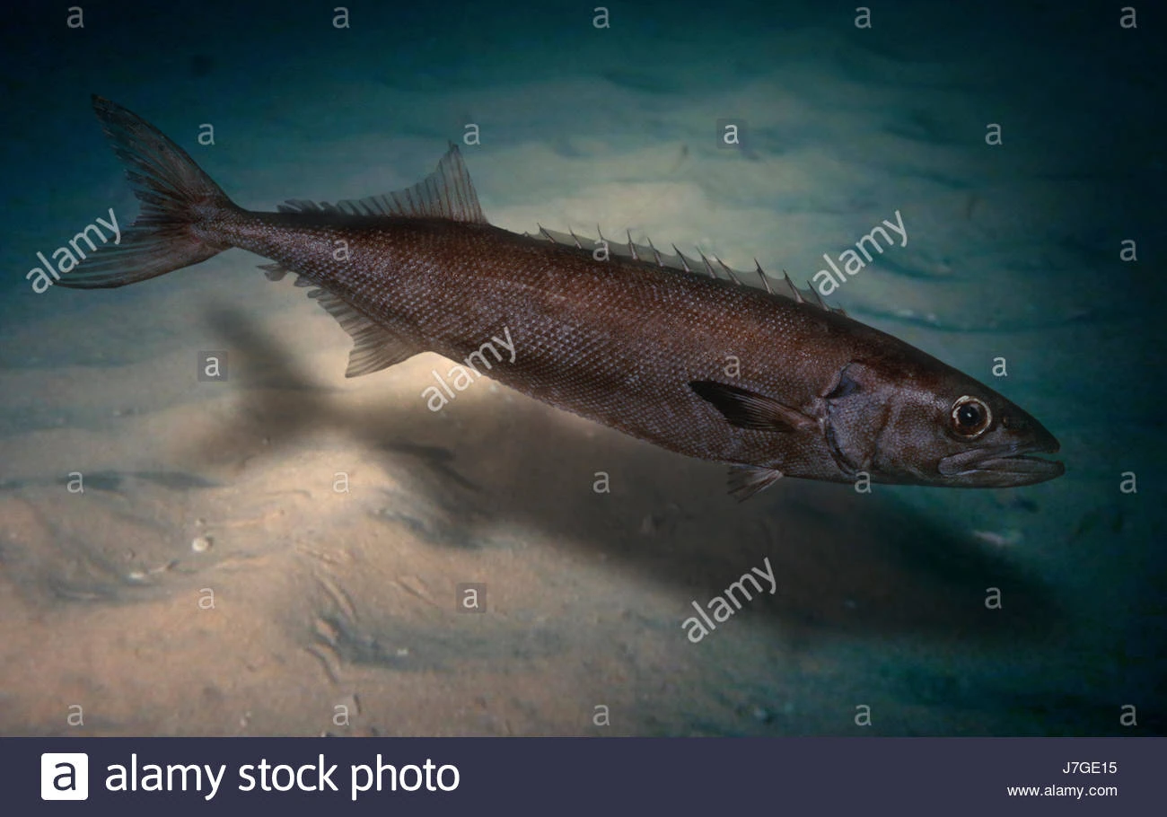 Oil Fish
