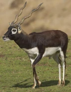 Open Season (NatureRules1 and GavenLovesAnimals Style) | The Parody ...