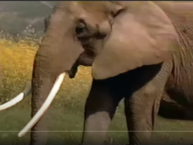 List of Species from Born Free (TV Series) | The Parody Wiki | Fandom