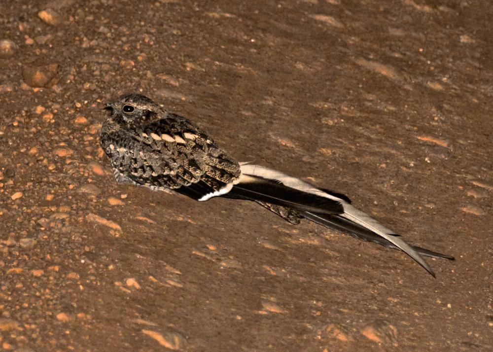 Pennant Winged Nightjar
