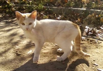 Celine The Cat | The Parody Wiki | Fandom
