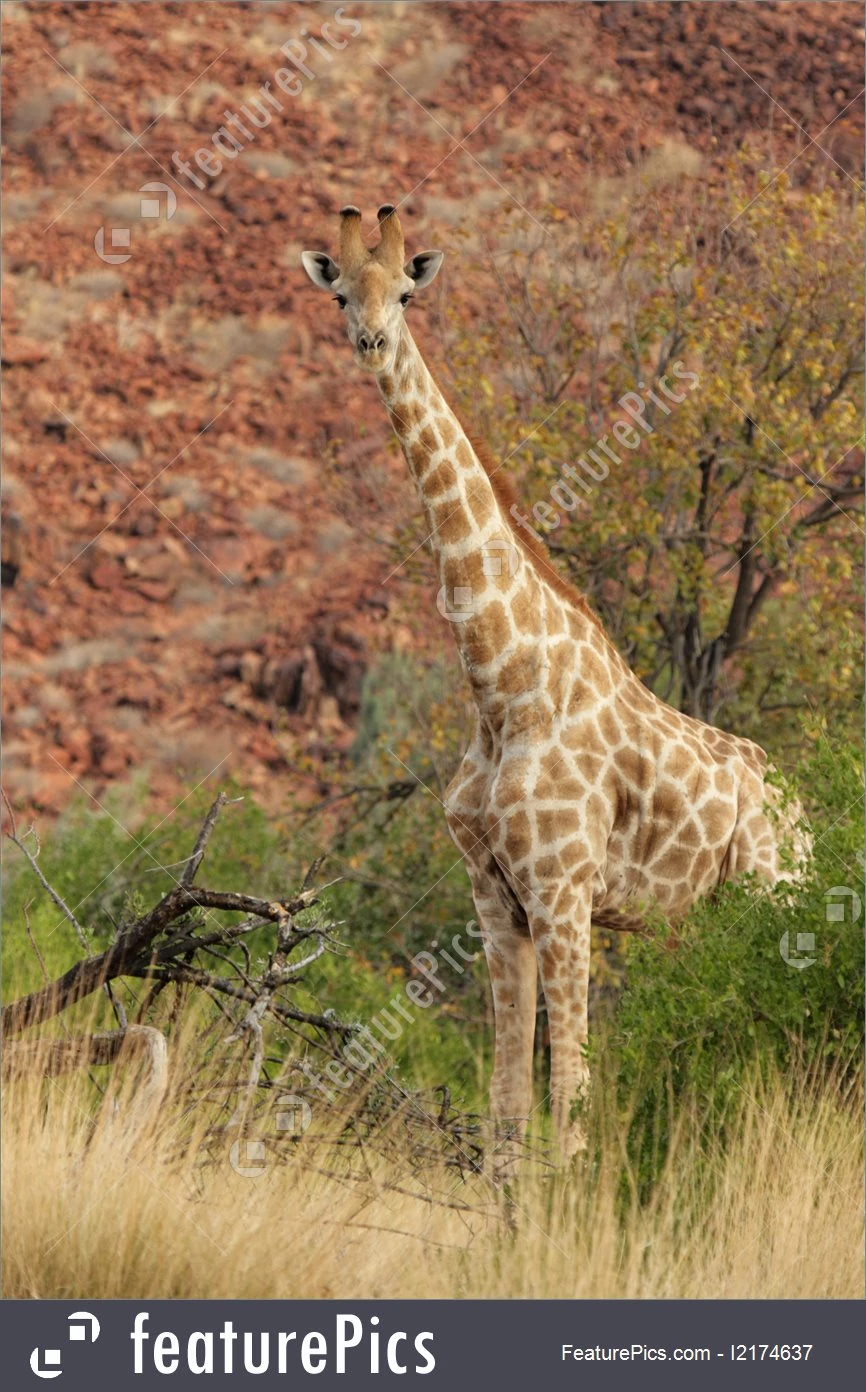 Teenage Mutant Ninja Giraffids | The Parody Wiki | Fandom