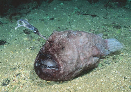 Prickly Anglerfish | The Parody Wiki | Fandom