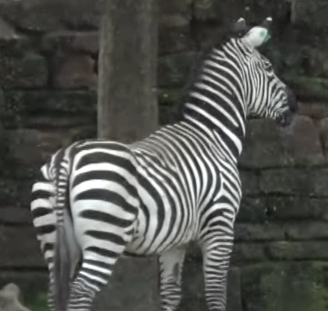 The Little Mer-Zebra II: Return to the Sea (NatureRules1 Version) | The ...