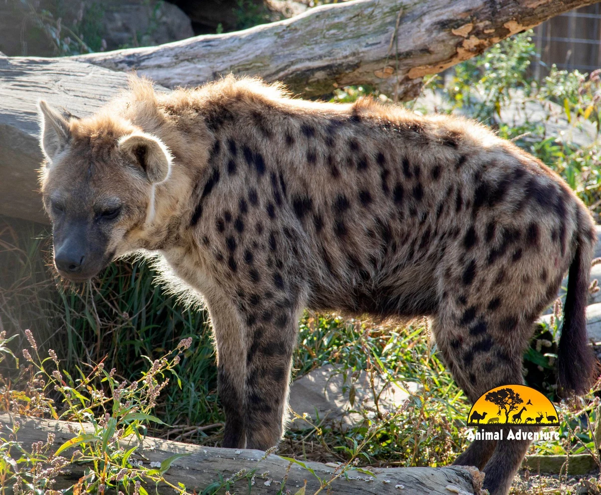 We Bare Hyenas: The Movie | The Parody Wiki | Fandom