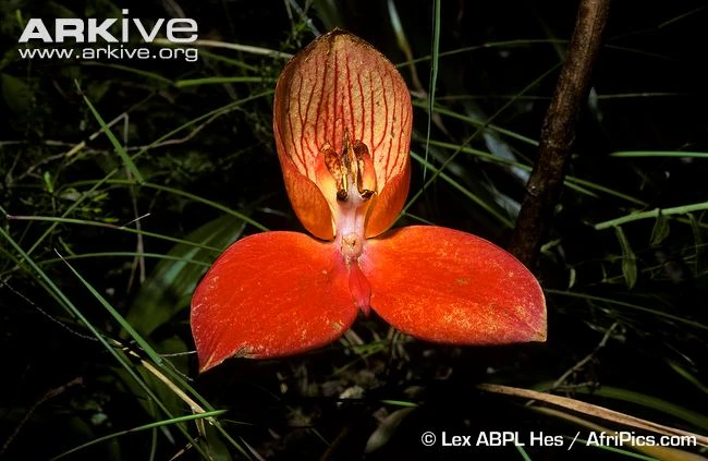 Red disa | The Parody Wiki | Fandom