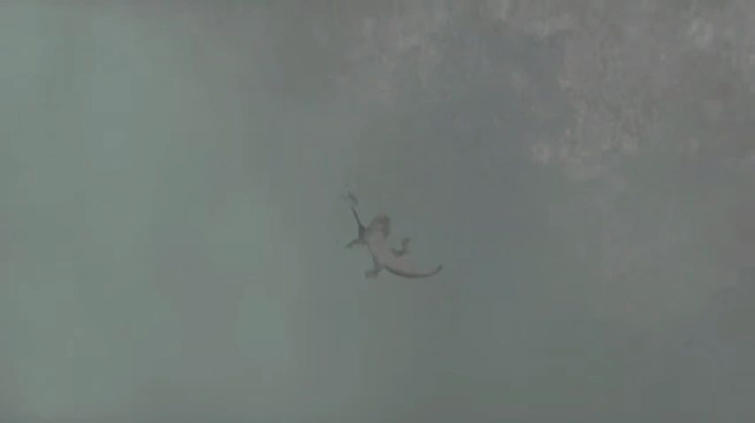 Budzo | The Parody Wiki | Fandom