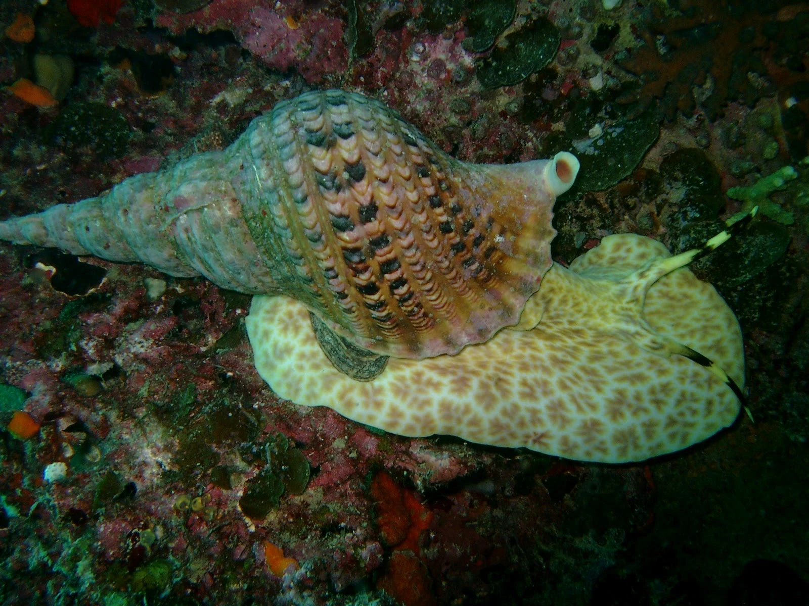 Giant Sea Snail