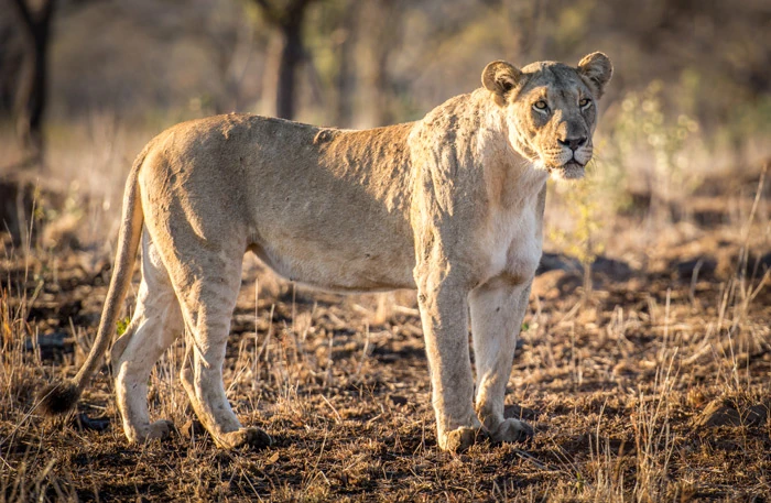 Totally Animals (NatureRules1 Style) | The Parody Wiki | Fandom