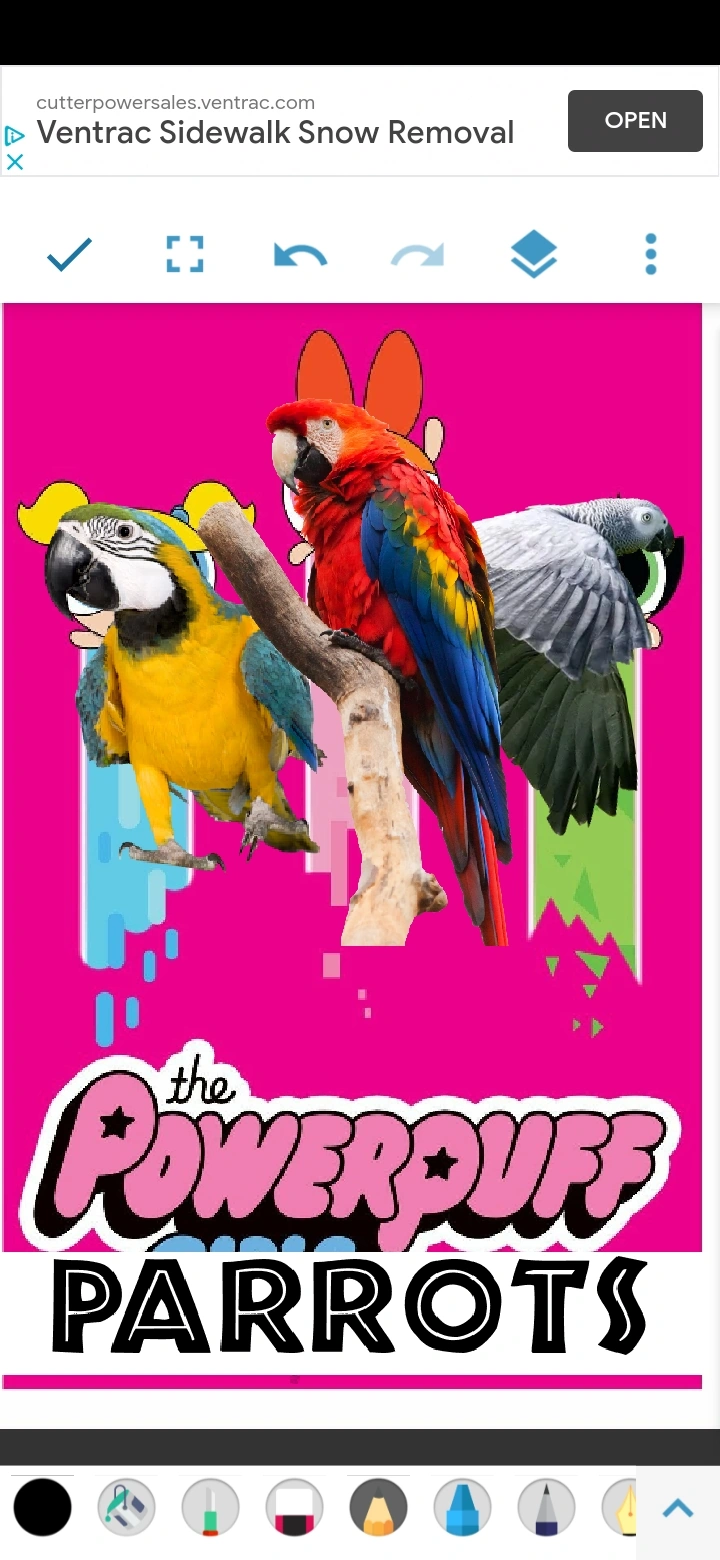 The Powerpuff Parrots (2016) | The Parody Wiki | Fandom