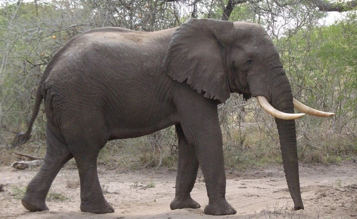 The Powerpuff Pachyderms (2016) | The Parody Wiki | Fandom