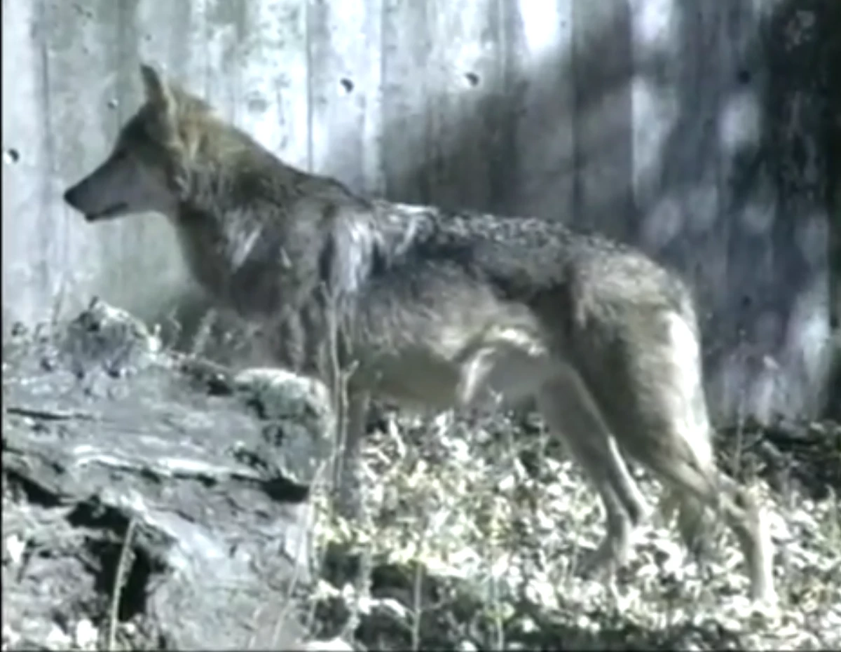 Rodney the Red Wolf | The Parody Wiki | Fandom