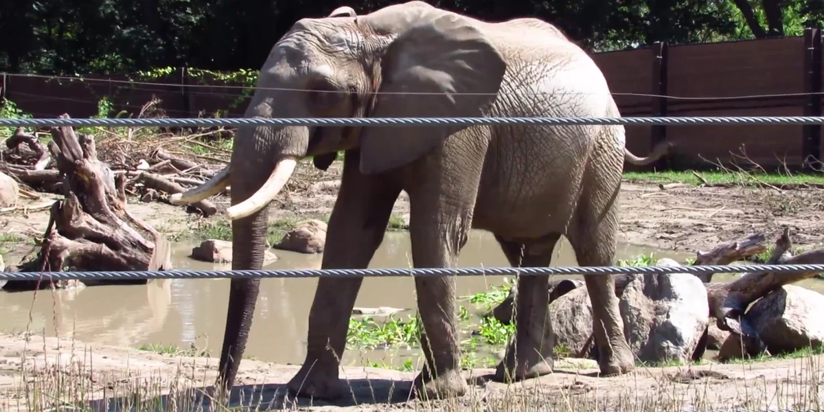 Animals Age (Series) (NatureRules1 and GavenLovesAnimals' Style) | The ...