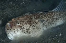 Marbled Stargazer | The Parody Wiki | Fandom