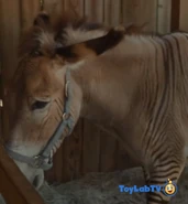 Zonkey | The Parody Wiki | Fandom
