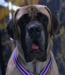 The Mastiff | The Parody Wiki | Fandom
