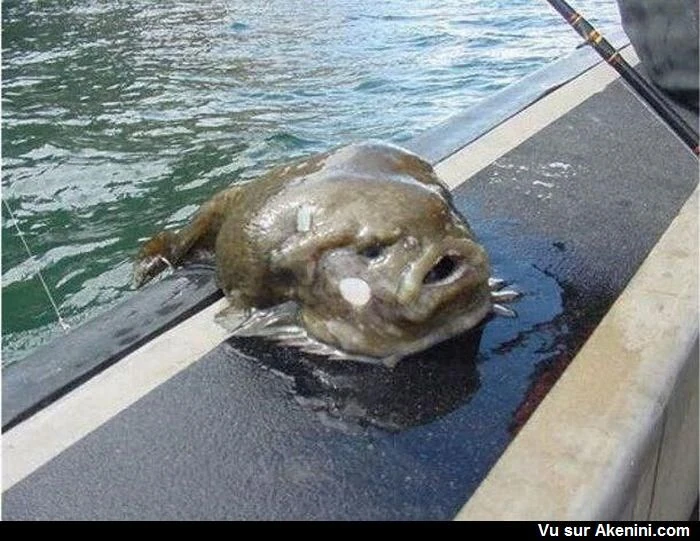 Smooth Lumpfish | The Parody Wiki | Fandom