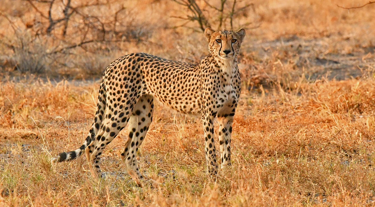 Cartoon Network Animal Recasts (NatureRules1 and GavenLovesAnimals ...