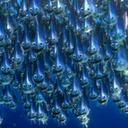 Finding Roary | The Parody Wiki | Fandom