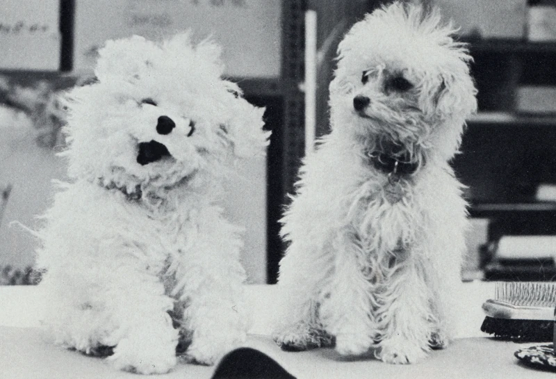 Foo-Foo | The Parody Wiki | Fandom