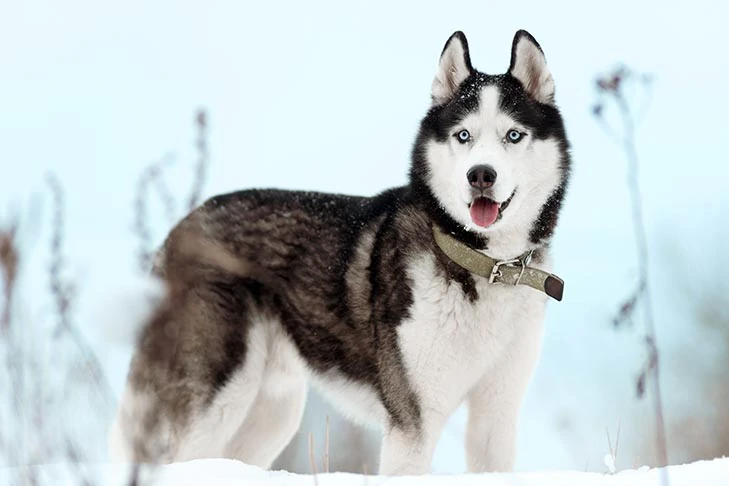 Mako Sled Dogs | The Parody Wiki | Fandom