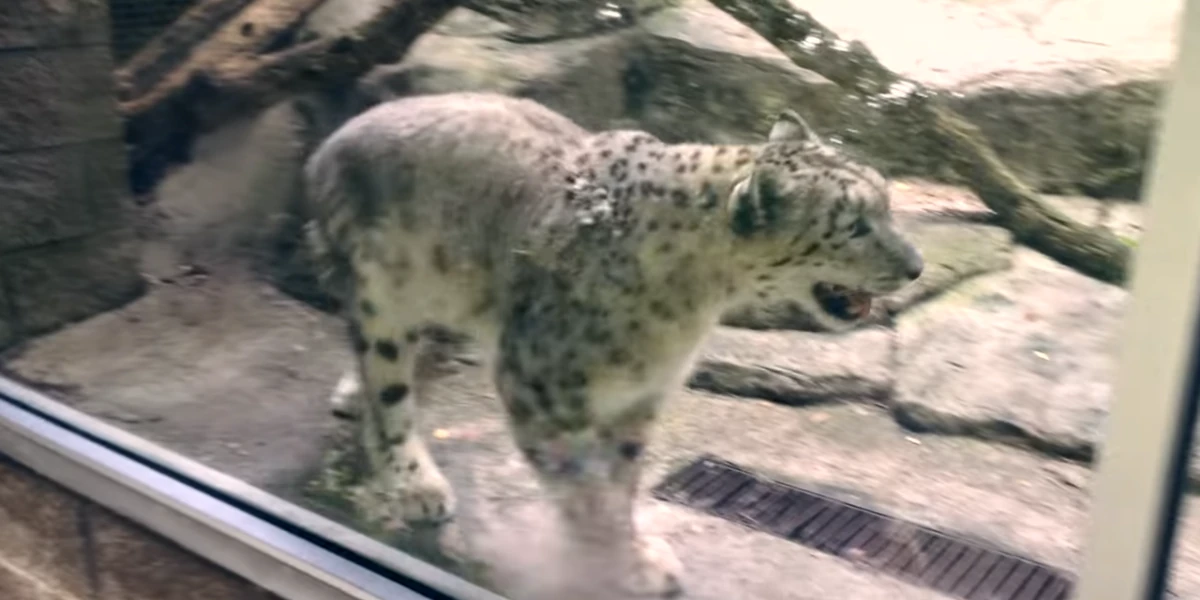 Snow Leopard Uniform | The Parody Wiki | Fandom