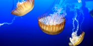 Finding Nemo (NatureRules1 Remake; Live Action Version) | The Parody ...